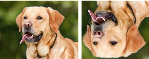 Capsule Neural Network Capsnet Convolution Neural Networks Cnns Have By Kayathiri