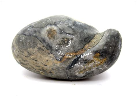 Stringocephalus Brachiopod Burma 17 Fossils For Sale