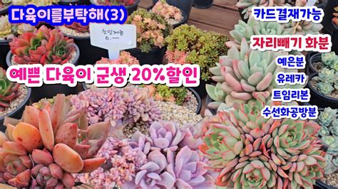 다육이를부탁해3 예쁜 다육이 군생 20할인 레드스완 소인제금 별의눈물 Youtube