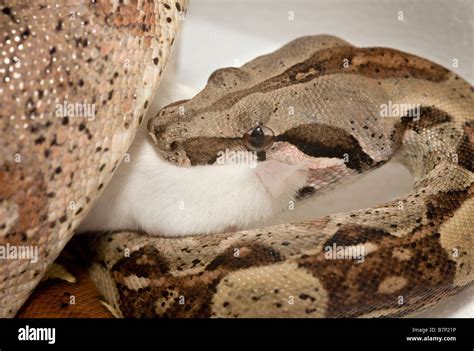 Boa Constrictor Eating Antelope