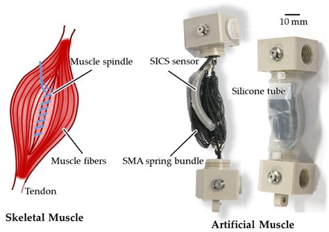 Soft Inductive Coil Spring Strain Sensor Integrated With Sma Spring
