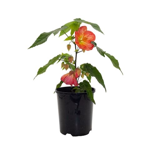 Abutilon Tangerine 1 Gallon Abutilon Flowering Maple Plant Chinese Bel