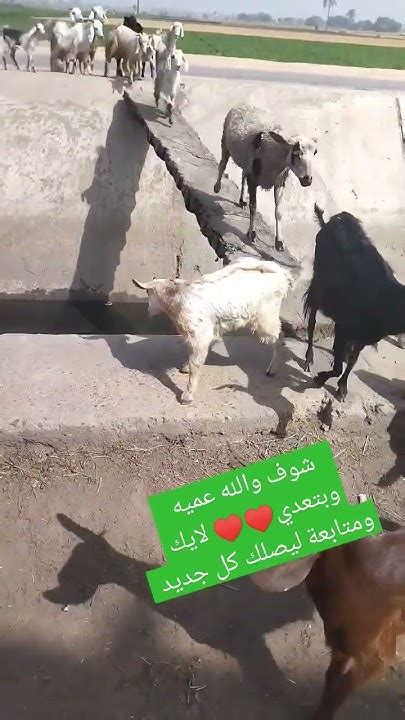 شوف والله عميه وبعتدي Youtube