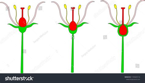 Three Types Ovary Flower เวกเตอร์สต็อก ปลอดค่าลิขสิทธิ์ 1195829116