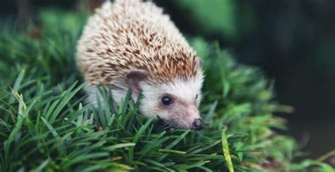 Comment Sappelle Le Bébé Du Hérisson