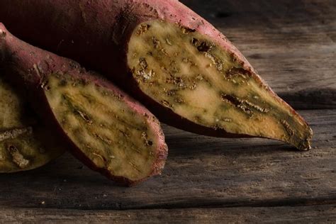 Sweet Potato Growing Problems At Sean Swick Blog