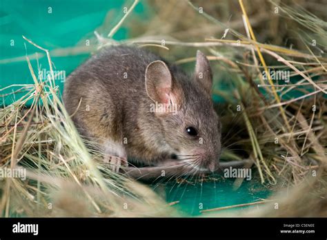 Bushy Tailed Woodrat Relax Alberta This Type Of Rat Is Ok Stowaway