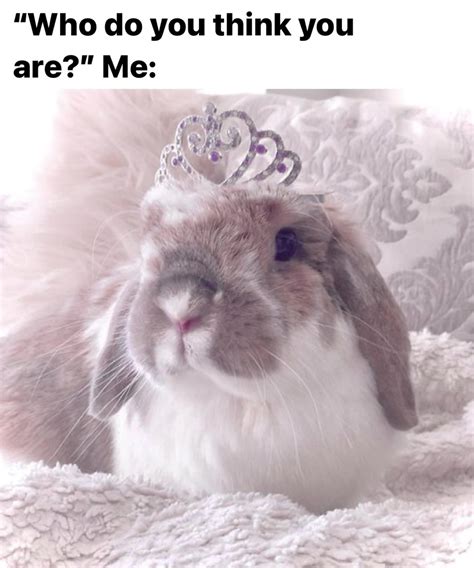 Bunny Teeth Memes 45 Hilarious Easter Memes That Will Make Any Bunny
