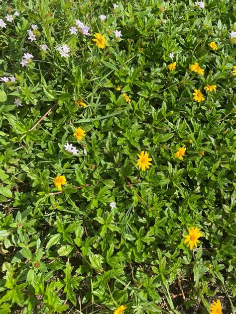 Leaked Download All Amorazz Amora Luv Images And Videos For Free Leakfans Com