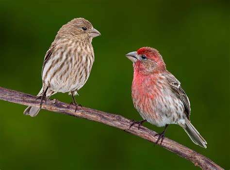 House Finch Nevada Department Of Wildlife