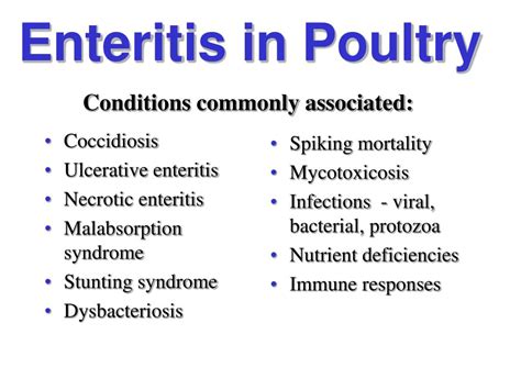 Ppt Enteritis In Poultry Powerpoint Presentation Free Download Id