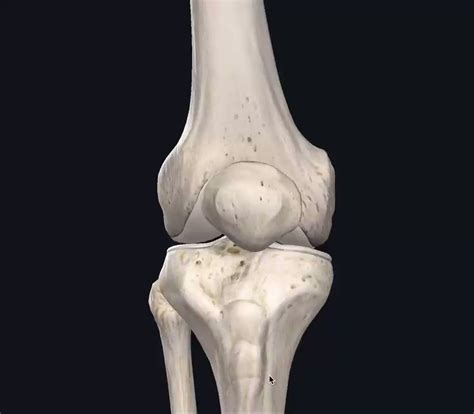 Articulacion Femorotibial