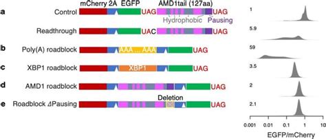 Illuminating Tumor Cells With Dark Proteins
