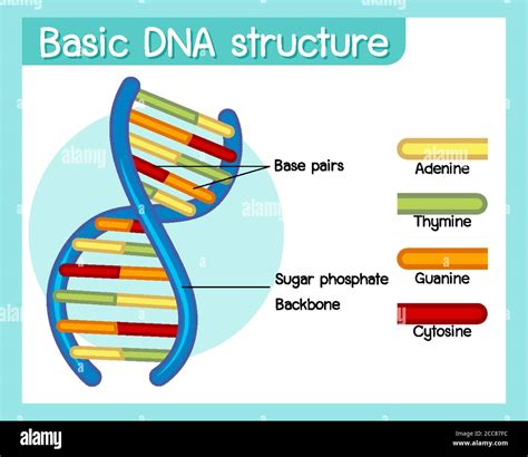 Sugar Phosphate Backbone