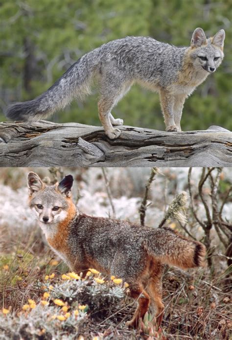 Fileurocyonpng Wikimedia Commons