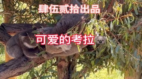 喜欢睡觉的考拉 Youtube