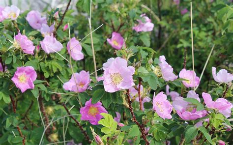 Alberta Roses My Favorite Westerns