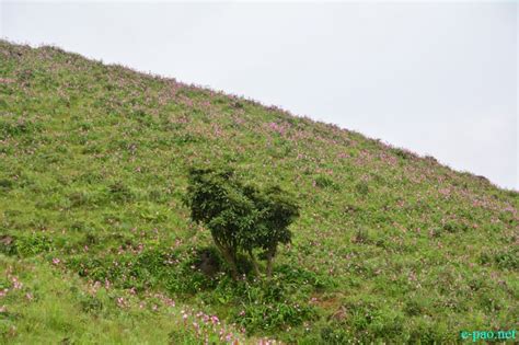 Singcha Wuya Won Is A Pink Flower At Shingcha Village Kamjong District