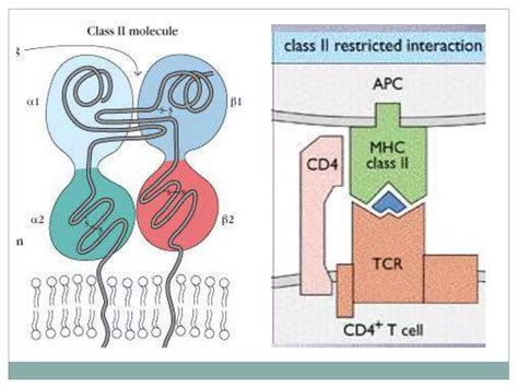 Mhc Major Histocompatibility Complex Pptx
