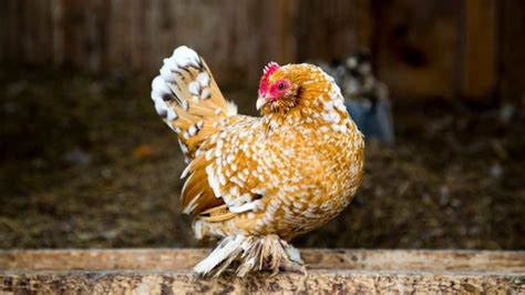 Chicken Reproductive System Unlocking The Secrets Of Fertility Grow