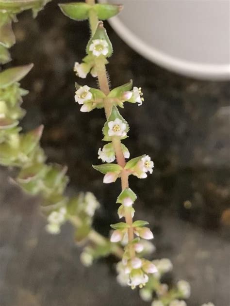 My Crassula Is Making The Most Adorable Little Flowers 🥰 Rhouseplants