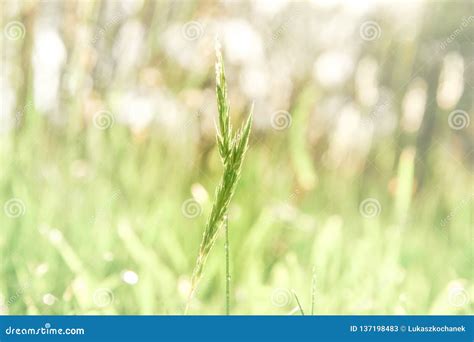 Wild Grass Stalk Backlit Natural Light Background Stock Image Image Of Light Beauty 137198483