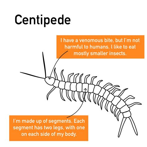 Carnegie Museum Of Natural History — Centipede Or Millipede Whats The Difference