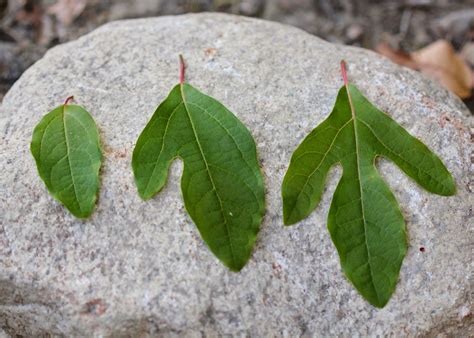 Red House Garden Four Seasons Of Sassafras