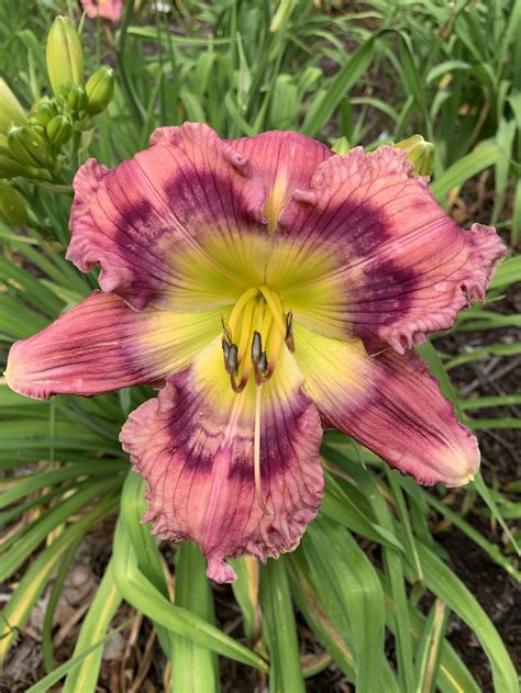 Interstellar — Blue Barn Daylilies