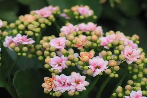 Kalanchoe Care How To Grow These Bold Colorful Succulents Indoors And