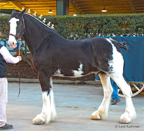 An Unusual Clydesdale