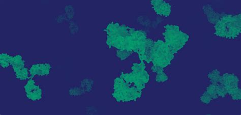 Introducing Dendritic Cell Antibody Internalization As An