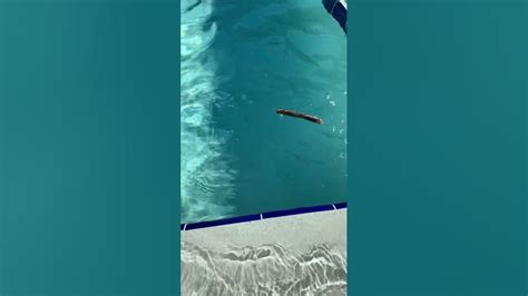 Doodie In Ze Pool Itsnobigdeal Doody Caddyshack Youtube