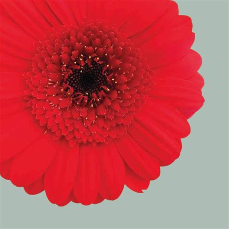 Germini Suri 20 Stems All Occasions Wholesale