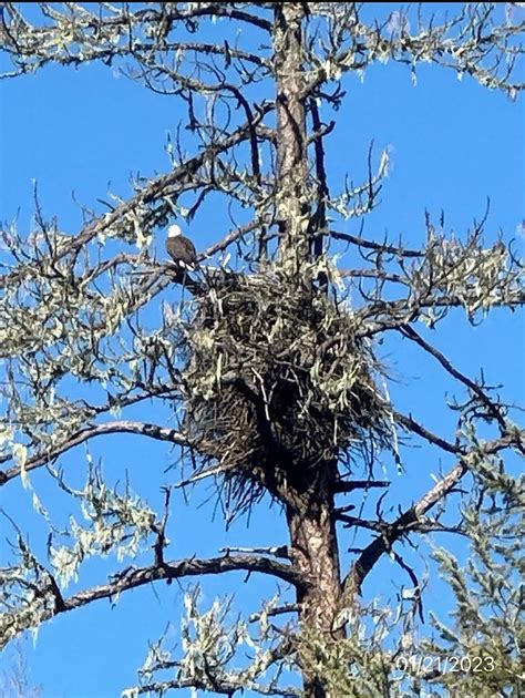 Eagle Nest Tree Saved Long Term Solutions Being Discussed