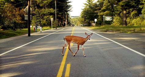 Deer Crossing
