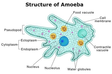 Amoeba Toppers Bulletin