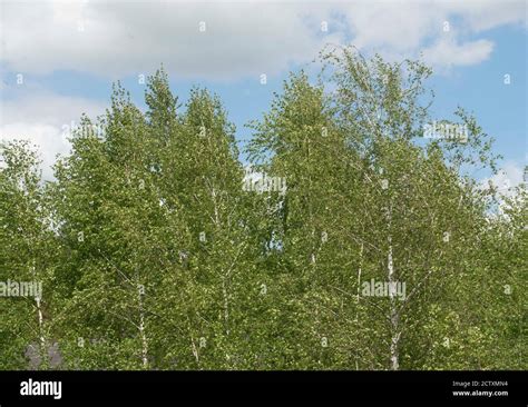 Birch Tree In The Landscape Deciduous Tree With Leaves In Nature Stock