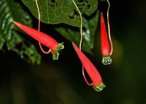 Tropaeolum Adpressum · Inaturalist United Kingdom
