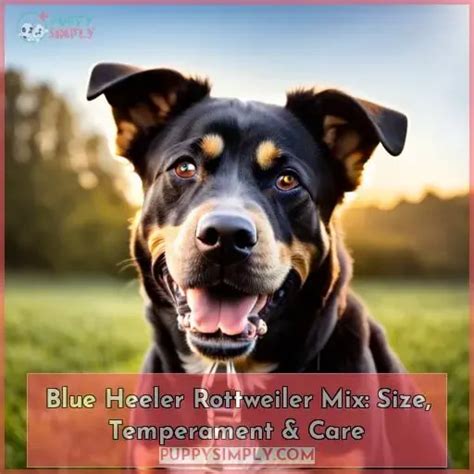 Exploring The Rottweiler Blue Heeler Mix Personality Care And More