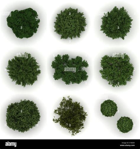 Different Trees From Top View Stock Photo Alamy