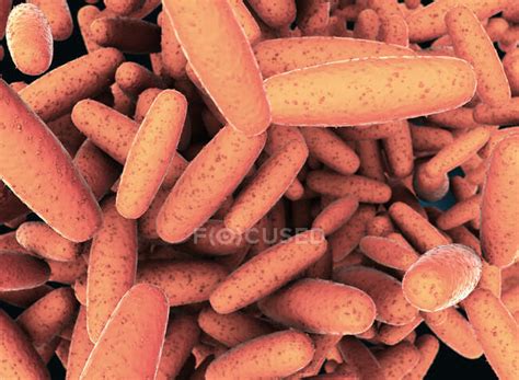 Multocida Fotos De Stock Imágenes Sin Royalties Focused