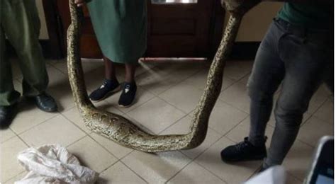 Zimbabwean Sex Worker Arrested For Keeping Snake In Her Room For Black