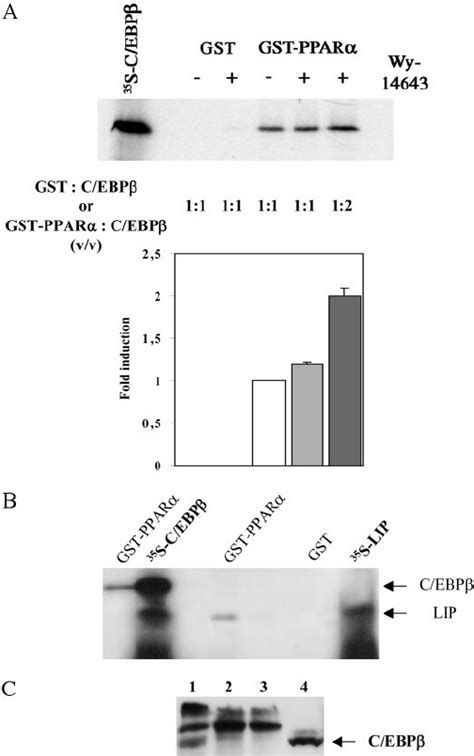 Physical Interaction Between Cebp ␤ And Ppar ␣ Radiolabeled Cebp