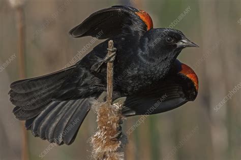Red Winged Blackbird Male In Territorial Display Stock Image C041