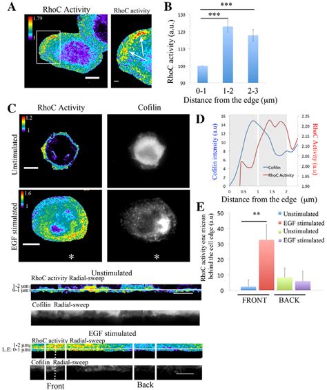 Figure 1 From Spatial Regulation Of Rhoc Activity Defines Protrusion