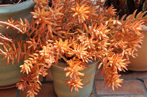 Sedum Nussbaumerianum