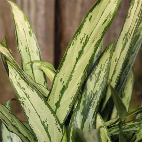 Aglaonema Cutlass Plants For Sale Garden Goods Direct