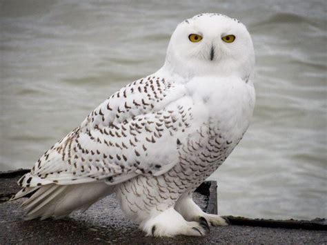 Snowy Owl Facts Size Diet Pictures And More