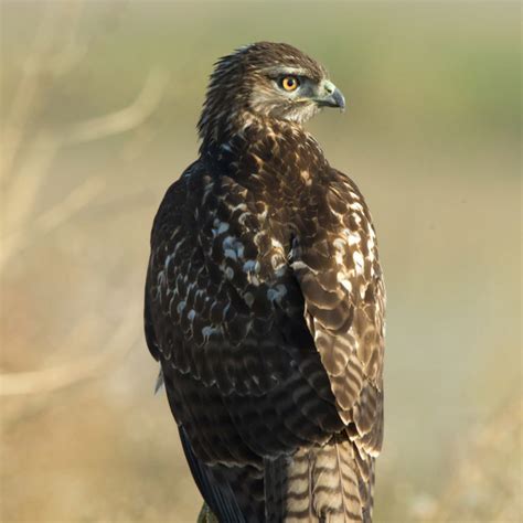 Red Tailed Hawk California Ricelands Waterbird Foundation